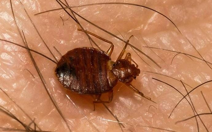 How To Tell If It's Bed Bugs In Your Greensboro Home